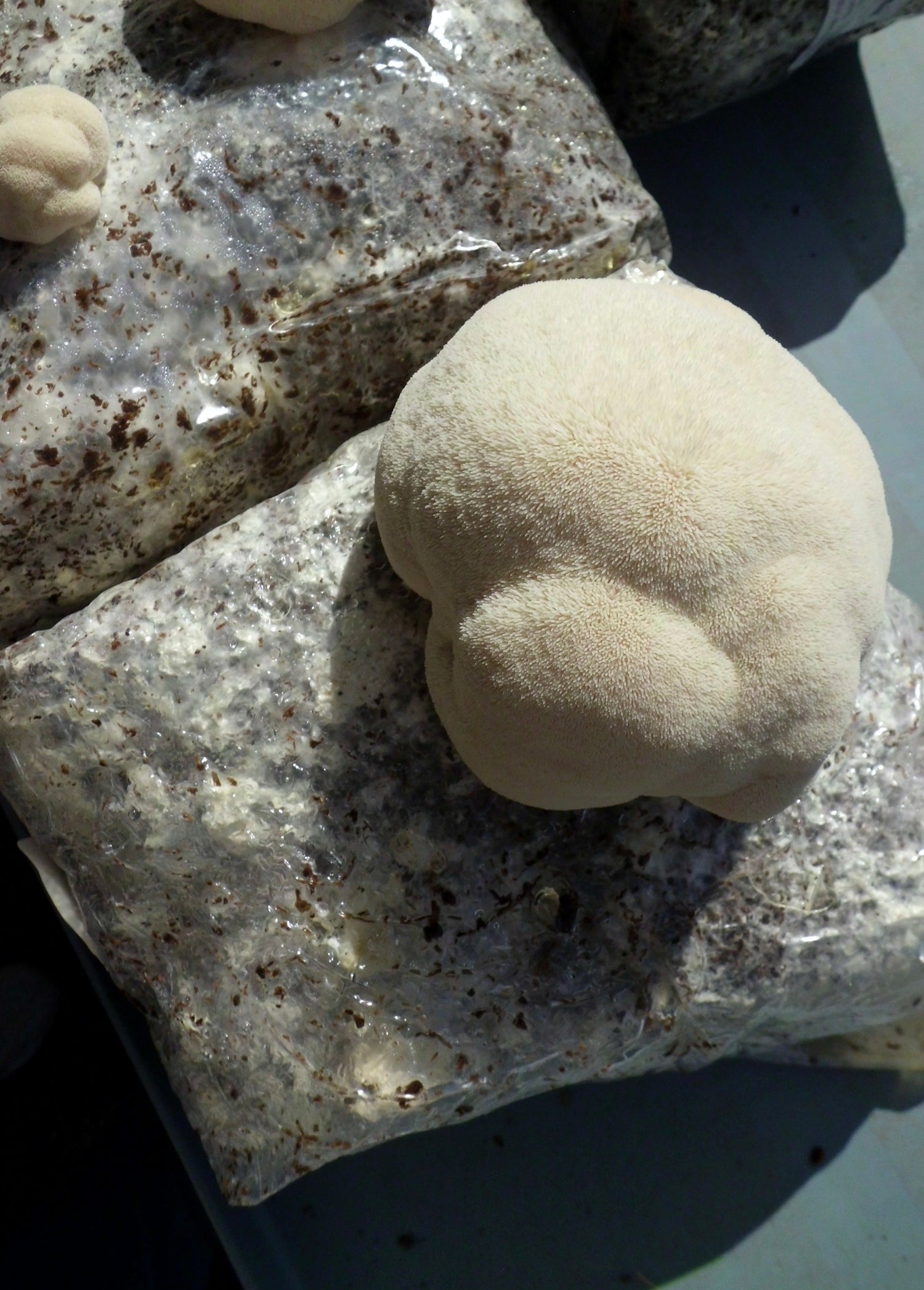 Australian Lion's Mane Tincture | Adaptual Health – AdaptualHealth